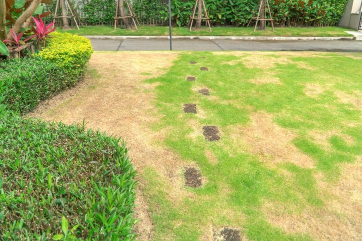 Have Patchy or Thin Grass? Here are 5 Possible Reasons
