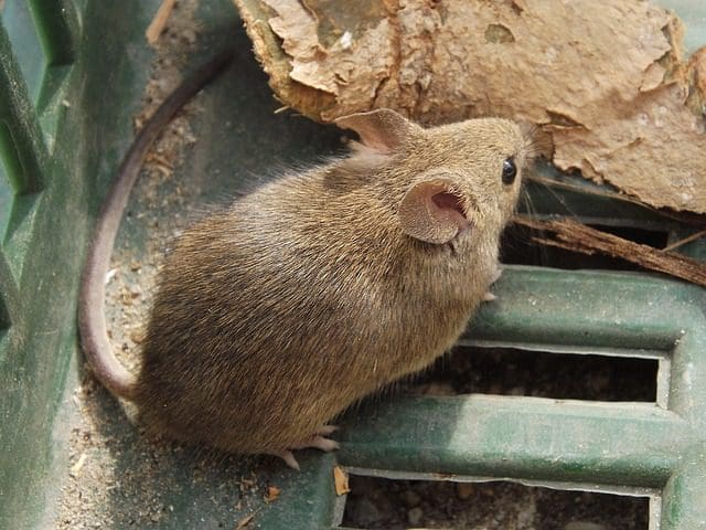 5 Signs of Pests in Your Gutters